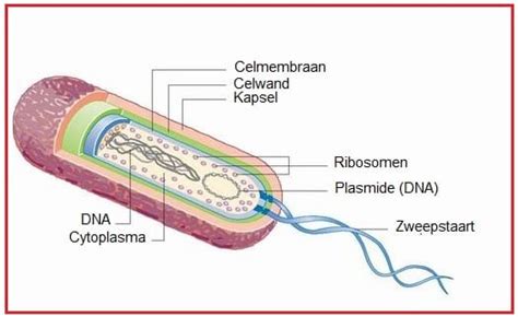 Prokaryoten Größe Unterschiede Zwischen Pro Und Eukaryoten Bxezav