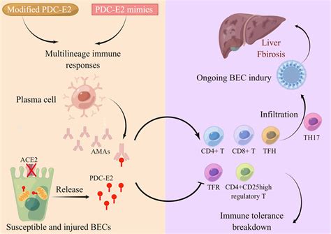 Primary Biliary Cirrhosis Vs Primary Sclerosing Cholangitis
