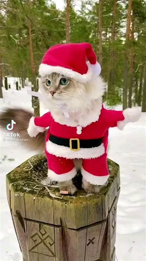 Pin On Cutest Cat Gallery🐈💞