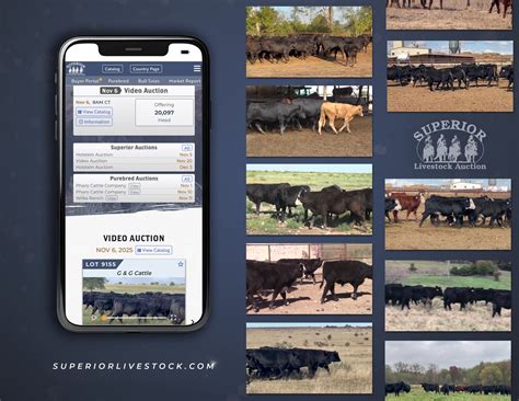 Mark Your Calendars For This Thursday Nov 6th Superior Livestock