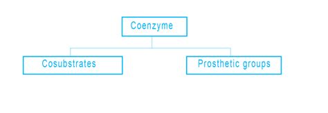 Difference Between Cofactor And Coenzyme