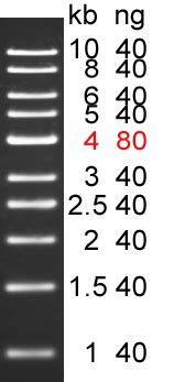 1 Kb Plus Dna Ladder • Nucleus Biotech