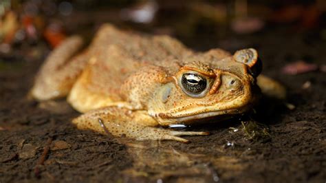 Scientists Teach Wild Crocodiles Not To Eat Toxic Cane Toads Npr