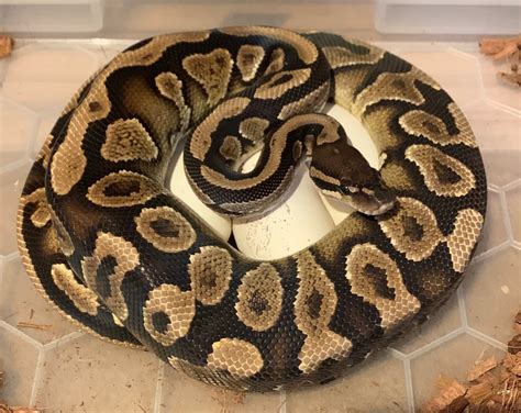 Exo Lbb Ball Python Traits Morphpedia
