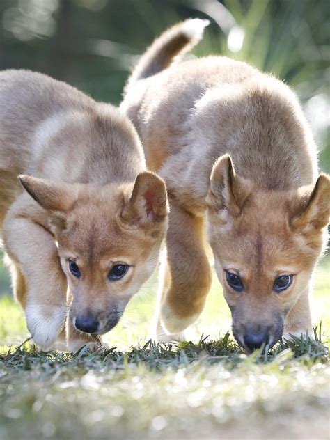 Puppies Help Raise Awareness For Dingo Species Au