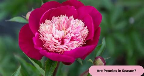 Are Peonies In Season