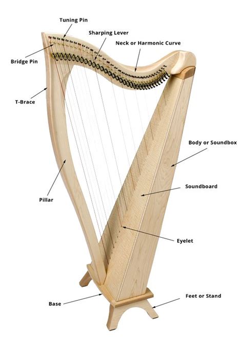 17 Best Images About String Instruments On Pinterest Slide Show Anatomy And Double Bass