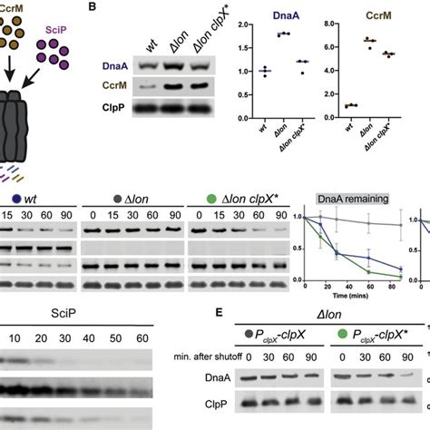 Clpxp Degrades Some Lon Substrates Faster Than Clpxp In Vitro A In