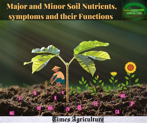 Soil Nutrients And Their Classification 15 Most Important Nutrients Functions And Symptoms