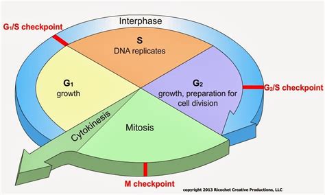As Biology Mitosis And The Cell Cycle Dna Is Replicated And This Takes Place During Interphase