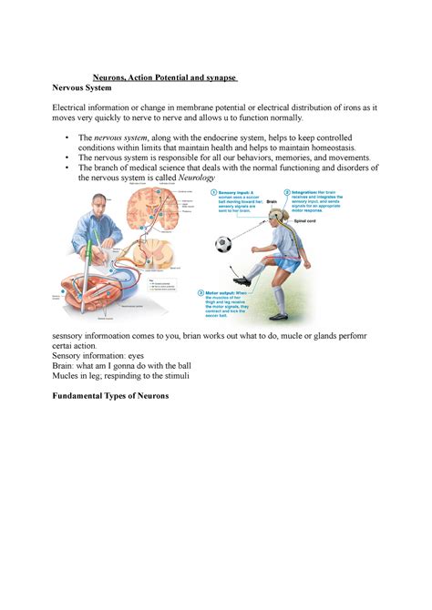 Neurons Neuron Notes Neurons Action Potential And Synapse Nervous System Electrical