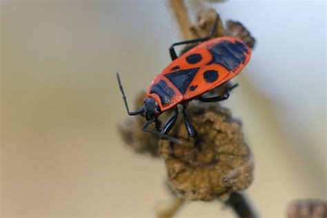 Firebug bilder Bläddra bland stockfoton vektorer och videor Adobe Stock