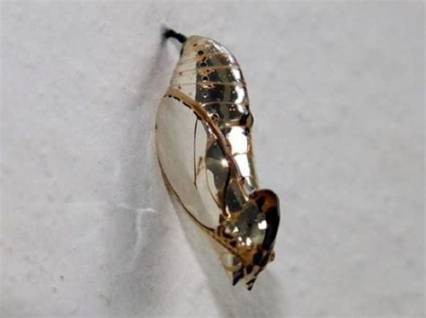 【超驚愕】こんな生物がこの世界に存在しているという事実・・・（動画あり） ポッカキットポッカキット