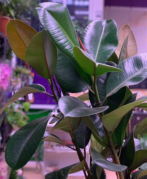 Фикус с большими листьями 62 фото