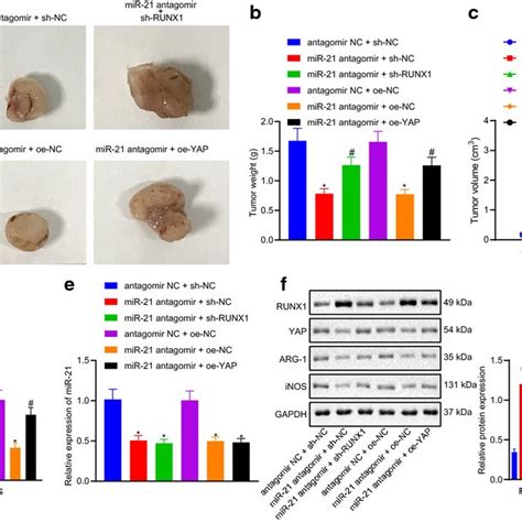 The Effect Of Mir 21runx1yap Axis On Immunosuppressive Ability Of