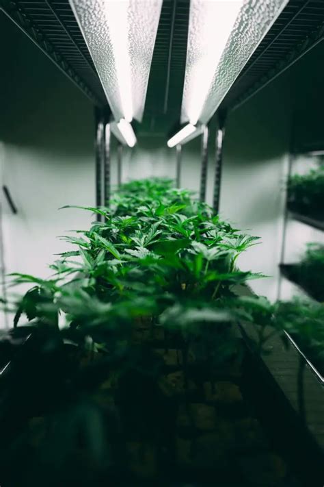 Why Your Ph Meter Is Giving Incorrect Readings And How To Troubleshoot It South Elmonte