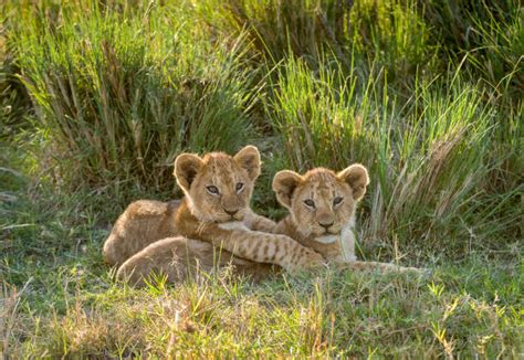23 600 Leeuwenwelp Stockfotos Afbeeldingen En Royalty Free Beelden