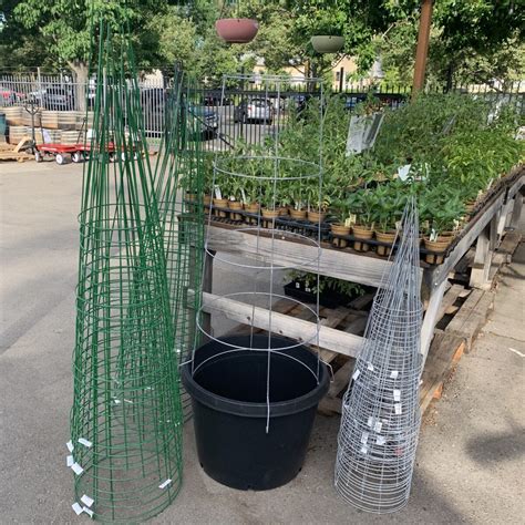 Fruit Trees The Plant Foundry