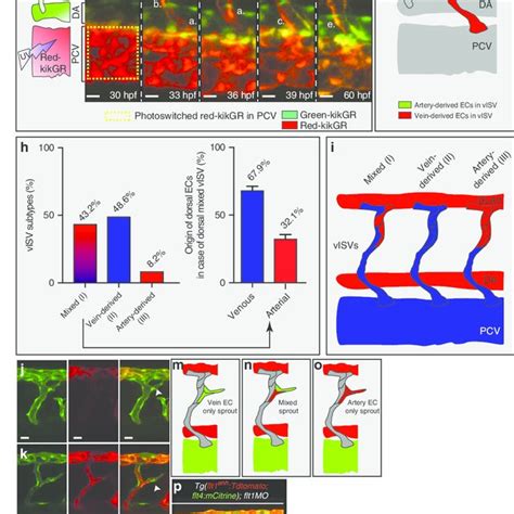 Schematic Representation Of Neurovascular Communication Involving Download Scientific Diagram