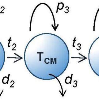 Kinetic Model For T Cell Differentiation Model Of T Cell Memory Download Scientific Diagram