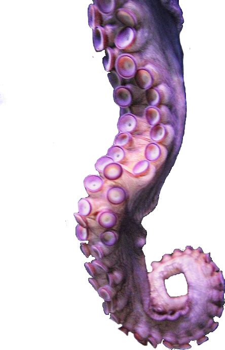 Tentacle Png Transparent Images