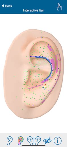 Memu Ile Pcde Auriculo 360 The Living Ear Indirin