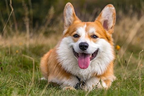 10 Dog Breeds That Are Famous For One Defining Trait Doggodigest