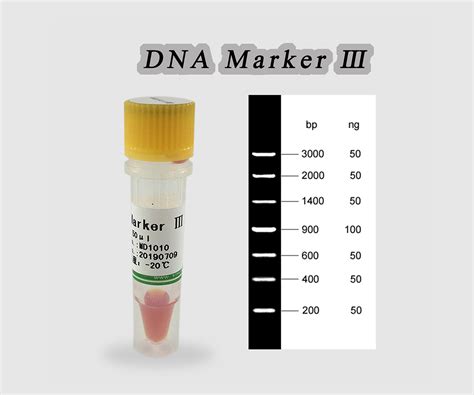 Dna Marker Ⅲ Simgen