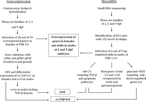 Experimental Workflow For Detection Of Genes And Mirnas Affecting Sd