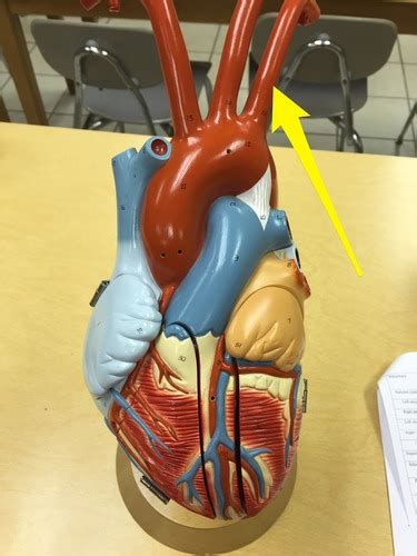 Heart Flashcards Quizlet