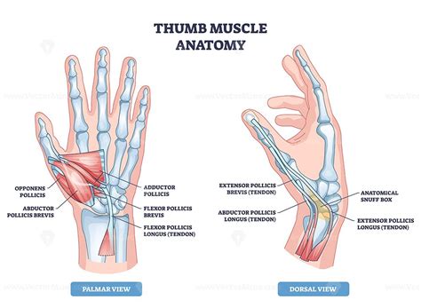 Anatomical Position Of Thumb