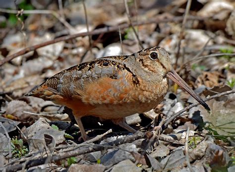 American Woodcock Audubon Field Guide