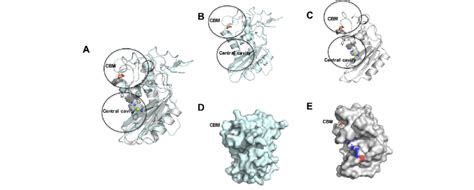 Comparison Of Heligmosomoides Polygyrus Venom Allergen Like Protein 4