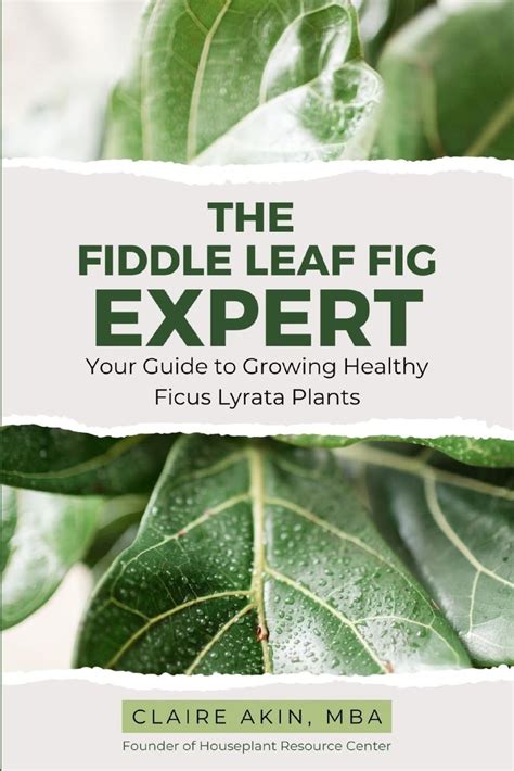 The Fiddle Leaf Fig Expert Your Guide To Growing