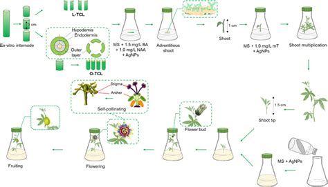 The Schematic Diagram Of The Experimental Design Download Scientific Diagram