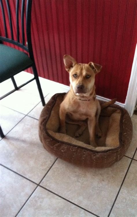 Meet Junebug A Resilient And Loving Dog