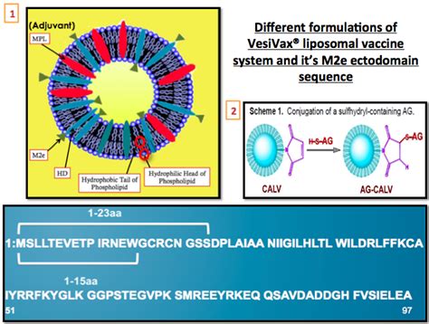 Use Of Different Formulations And Adjuvants To Optimize Liposomal