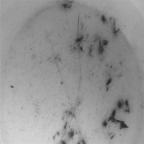 Image Processing Object Detection Dataset And Pre Trained Model By