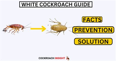 Why Cockroaches Are Called Cockroaches