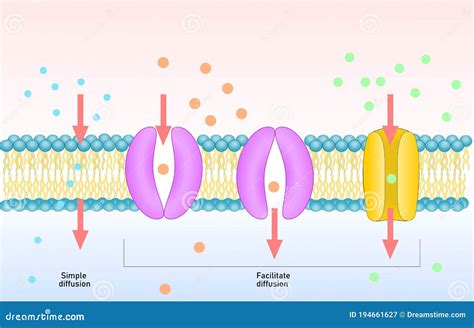 Simple And Facilitated Diffusion Stock Vector Illustration Of