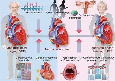 Cardiovascular Gender Medicine At The Department Of Nuclear Medicine Usz