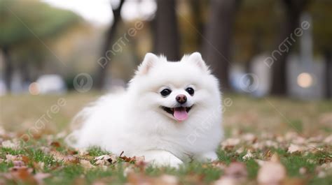 الكلب الأبيض المصغر يجلس في الحديقة المورقة كلب صغير طويل الشعر أبيض