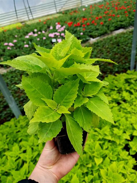 Koleus Coleus Limonkowy Sadzonka - Ceny i opinie - Ceneo.pl