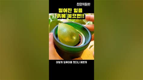 하엽진 잎 버리지마세요plants 반려식물 식집사 페페로미아 Youtube