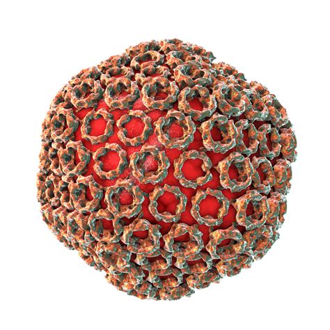 Rift Valley Fever Virus Nucleoprotein The Native Antigen Company