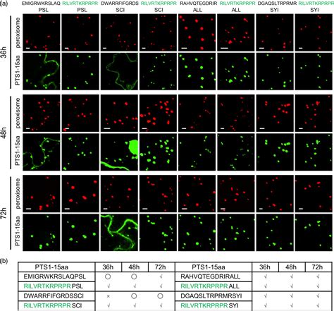 Defining Upstream Enhancing And Inhibiting Sequence Patterns For Plant Peroxisome Targeting