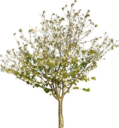 Tree Texture Png Tree Branch Texture Png Transparent Png Free Png Download PNG ToolXoX Com