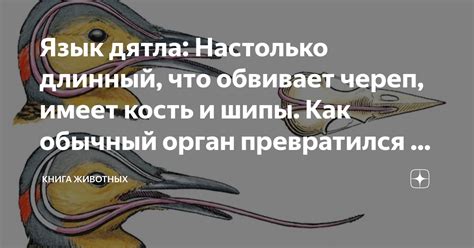 Язык дятла Настолько длинный что обвивает череп имеет кость и шипы Как обычный орган