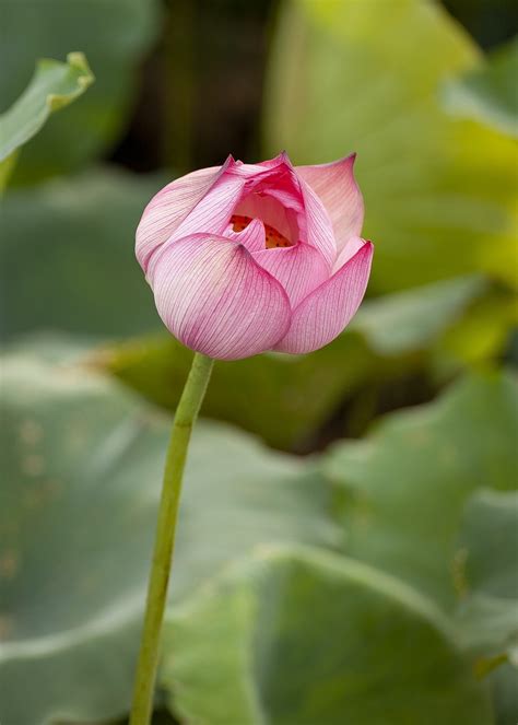 로터스 꽃 분홍 핑크 Pixabay의 무료 사진 Pixabay