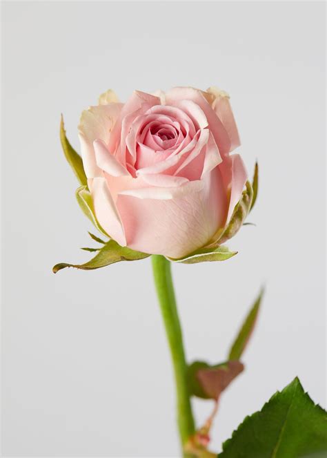 여신 같은 나에게 헤라 장미반단5대